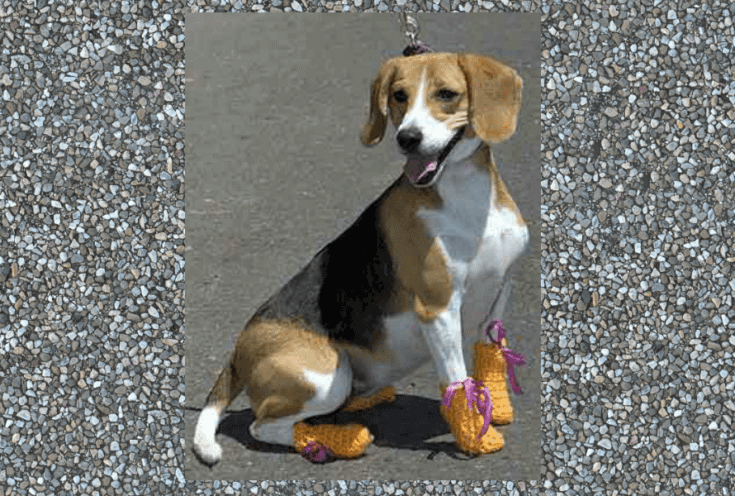 11 DIY Dog Booties You Can Make at Home Today (With Pictures) | Hepper ...