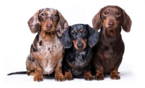 11 Fascinating Dachshund Facts You Need to Know! | Hepper Pet Resources