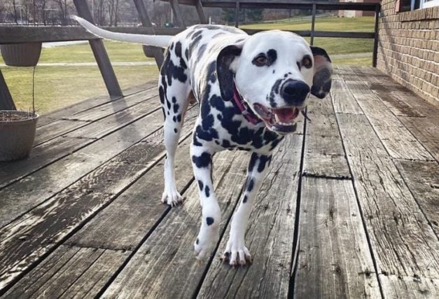 What Were Dalmatians Bred For? History & Origins Explained | Hepper Pet ...