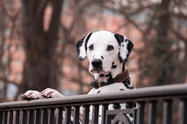 8 Common Dalmatian Health Issues to Watch Out For (Vet Answer) | Hepper ...