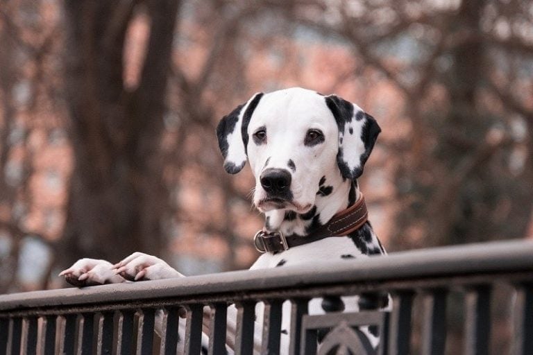 What Were Dalmatians Bred For? History & Origins Explained | Hepper Pet ...