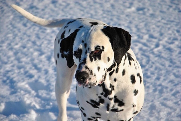 What Were Dalmatians Bred For? History & Origins Explained | Hepper Pet ...