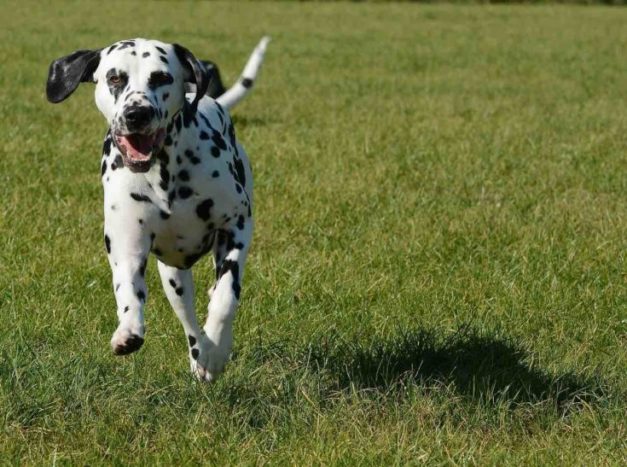 What Were Dalmatians Bred For? History & Origins Explained | Hepper Pet ...