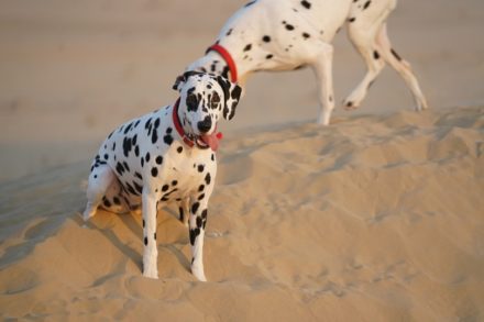 13 Incredible Dalmatian Facts You Need To Know | Hepper Pet Resources