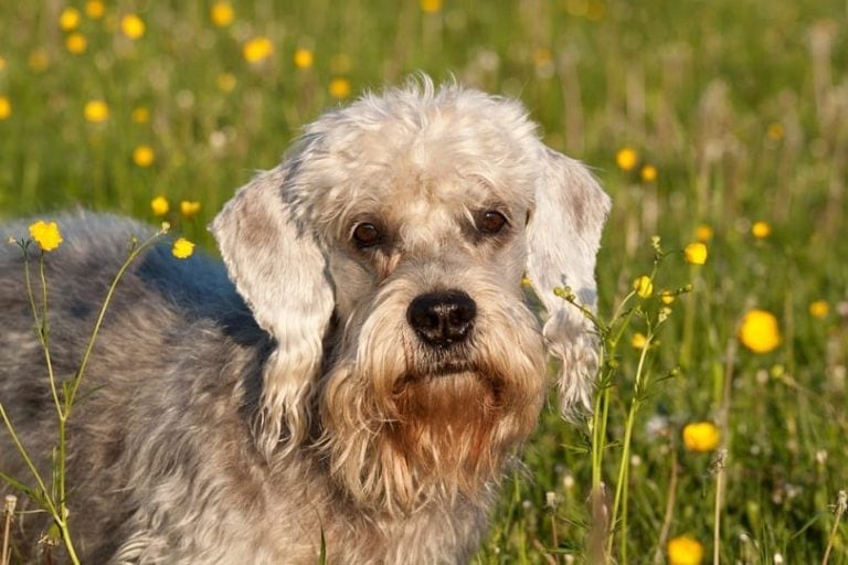 10 Dog Breeds With Short Legs (With Info & Pictures) | Hepper Pet Resources