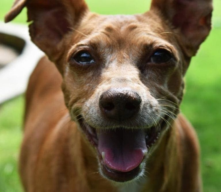 Chiweenie (Dachshund & Chihuahua Mix) Info, Pictures, Care & More ...