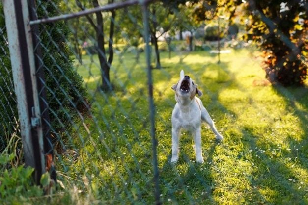 How to Stop Your Dog from Barking at Neighbors: 7 Tricks that Work ...