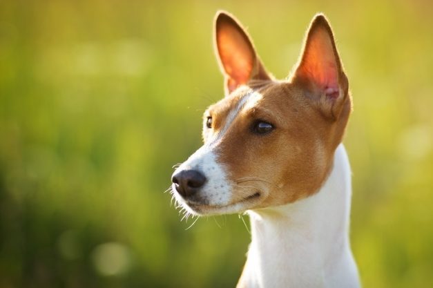 13 Types of Dog Ears: An Overview (With Pictures) | Hepper Pet Resources