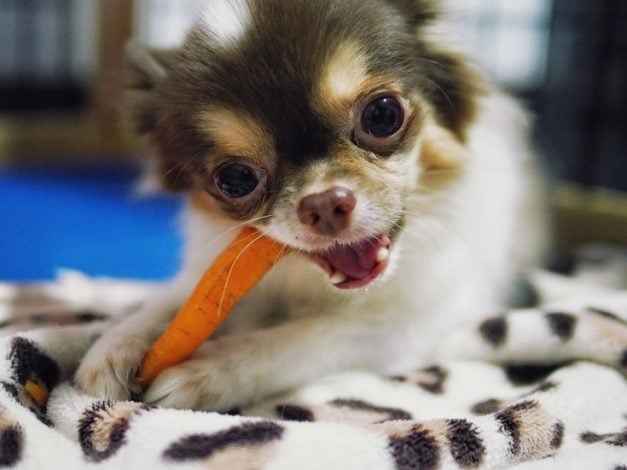 15 Awesome Superfoods for Dogs (Vet Approved) | Hepper Pet Resources