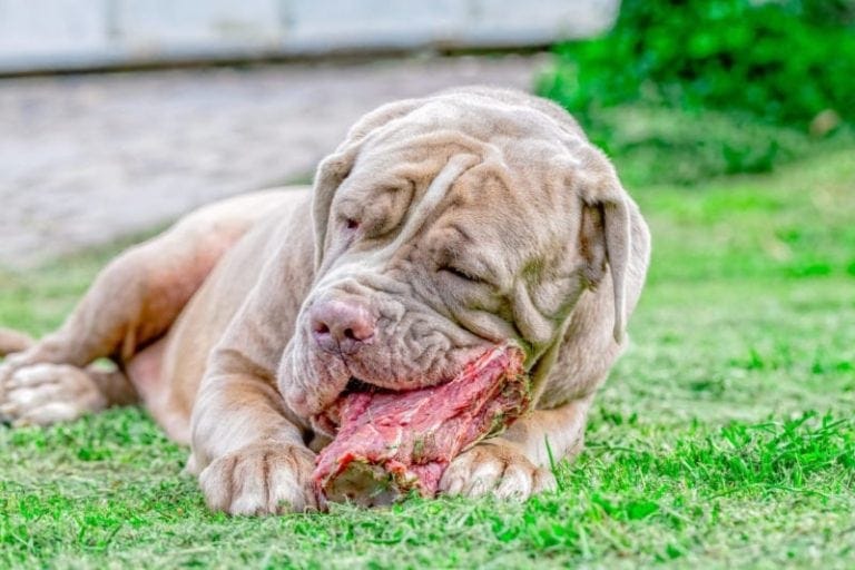 12 Good Protein Sources for Your Dog (Vet Approved) - Practical & Tasty ...