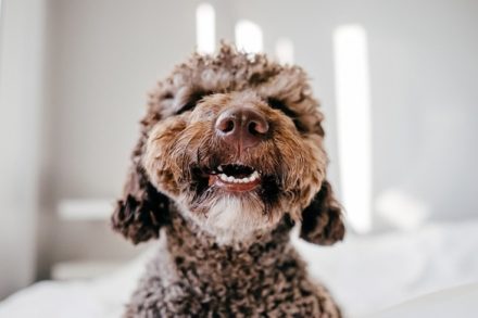 Dog Fasting 101 - Vet Reviewed Risks & Benefits | Hepper Pet Resources