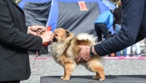 How to Get Started in Dog Shows: A Beginner's Guide | Hepper Pet Resources