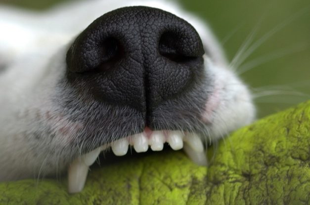 Malocclusions in Dogs (Teeth Misalignment): Vet Explained Causes, Signs ...