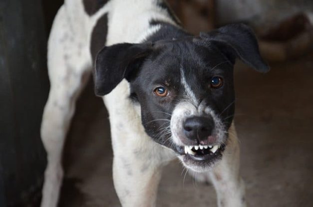 8 Types of Dog Growls & What They Mean (With Audio) | Hepper Pet Resources