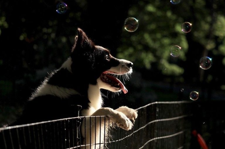 How to Make Dog-Safe Bubbles: 10 Simple Steps (Vet-Approved) | Hepper ...