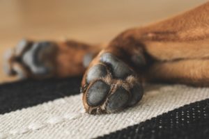 How to Clean Your Dog's Paws in 6 Easy Steps: Vet Approved Advice ...