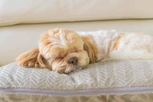 Why Does My Dog Sleep So Much? 10 Vet-Reviewed Reasons | Hepper Pet ...