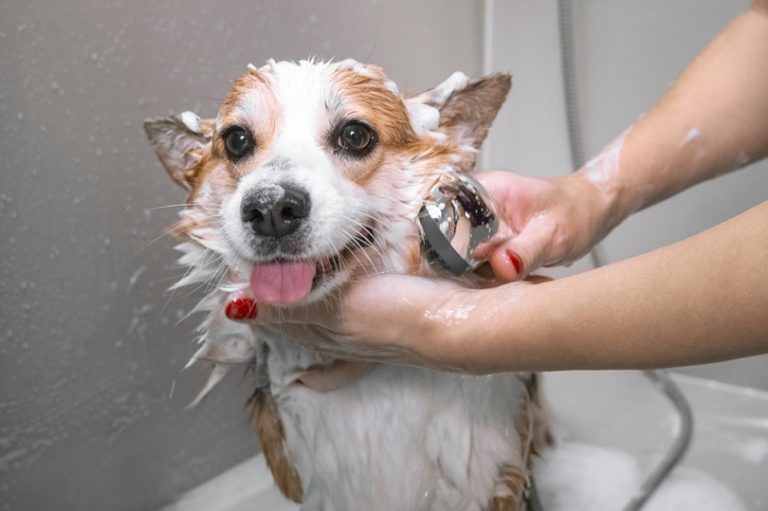 How to Give a Dog a Bath That Hates Baths in 8 Vet-Approved Steps ...