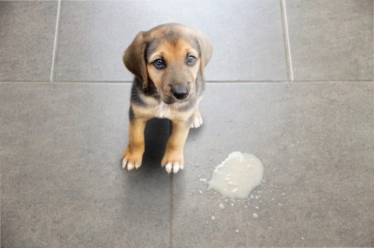 Why Is My Dog Throwing Up Undigested Food? 8 Potential Issues | Hepper ...