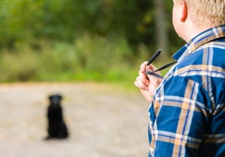 How to Tell If a Dog Is Deaf: 7 Vet-Approved Signs to Look For | Hepper ...