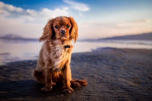 Top 7 Great Dog-Friendly Beaches Near Wilmington, NC: 2026 Update ...