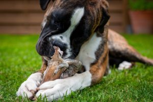 6 Good Sources of Calcium for Dogs - Easy & Tasty Ideas | Hepper Pet ...