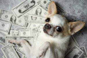 6 Richest Dogs in the World (With Info & Pictures) | Hepper Pet Resources