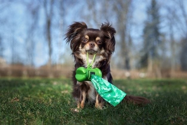 Why Does My Dog Walk And Poop? 10 Possible Reasons | Hepper Pet Resources