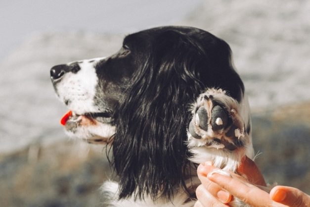 How to Clean Your Dog's Paws in 6 Easy Steps: Vet Approved Advice ...