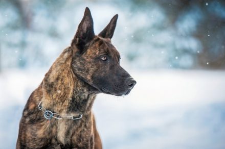 Dutch Shepherd Dog Breed: Info, Pictures, Traits & More | Hepper Pet ...