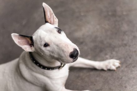 380+ Amazing Names for Bull Terriers: Ideas for Sparky & Broad Dogs ...