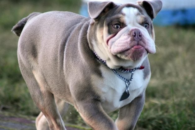 25 Unhealthiest Dog Breeds (With the Most Health Issues): Vet-Reviewed ...