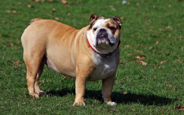 How Much Does an English Bulldog Cost? 2026 Price Guide | Hepper Pet ...