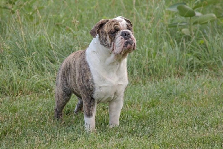 10 Most Popular Dog Breeds in Florida in 2026 (With Info & Pictures ...