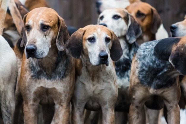 14 Truffle Hunting Dog Breeds (With Info & Pictures) | Hepper Pet Resources