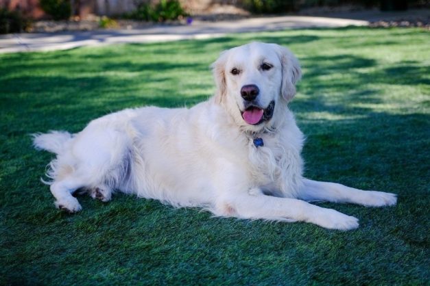10 Most Popular Dog Breeds in Florida in 2026 (With Info & Pictures ...
