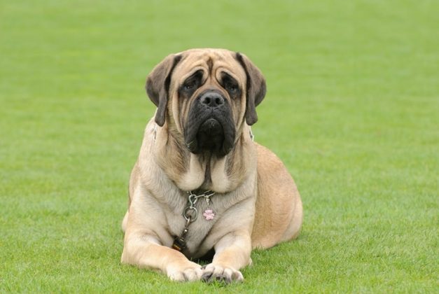 12 Scary Dog Breeds: Sweet Canines with Rough Appearance (With Info ...