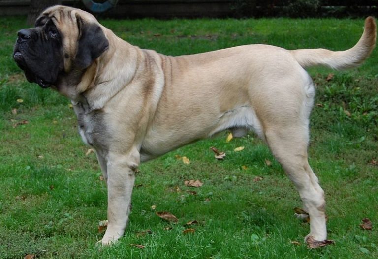 10 Heaviest Dog Breeds in the World (With Info & Pictures) | Hepper Pet ...