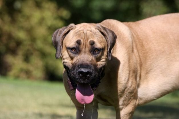 Why Do Dogs Drool? 10 Common Reasons | Hepper Pet Resources