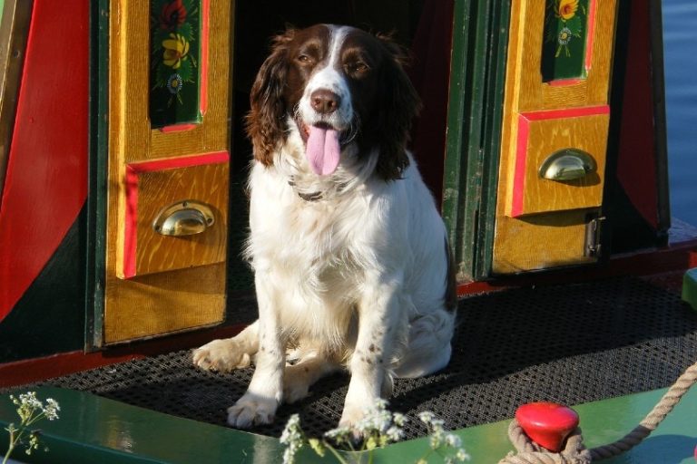 Springer Spaniel vs Cocker Spaniel: The Key Differences (With Pictures ...