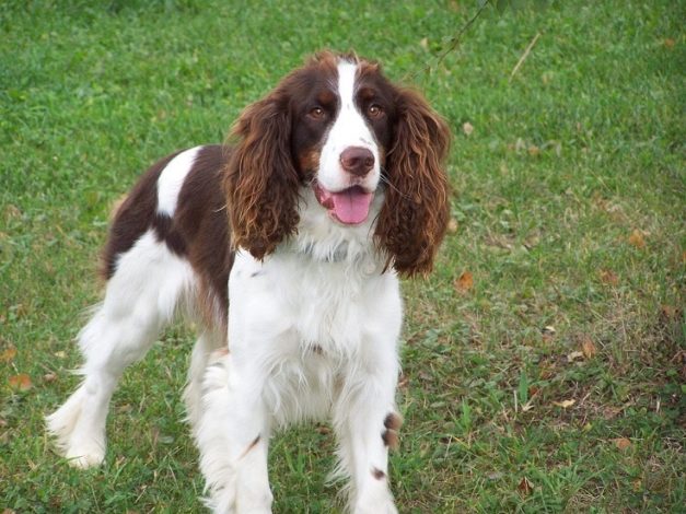 19 Most Playful Dog Breeds: Info, Pictures, Facts & History | Hepper ...