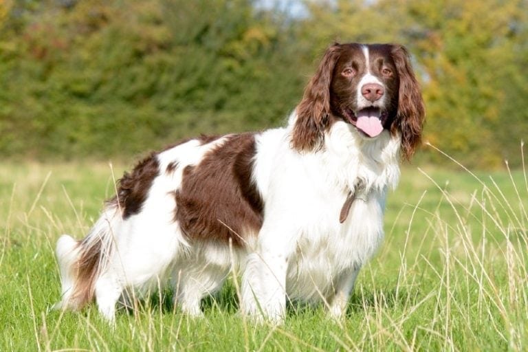 Springer Spaniel vs Cocker Spaniel: The Key Differences (With Pictures ...