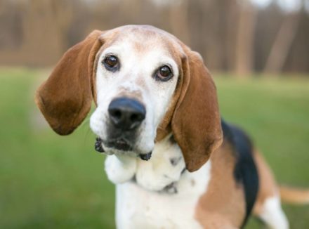 20 Least Popular Dog Breeds (Based on Studies) | Hepper Pet Resources