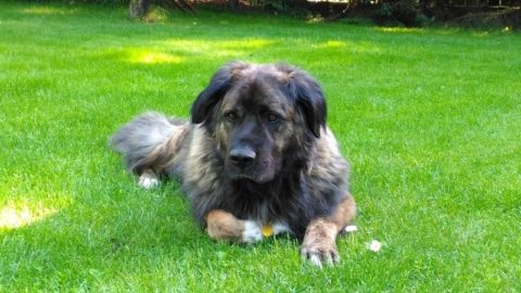 11 Portuguese Dog Breeds (with Info & Pictures) | Hepper Pet Resources