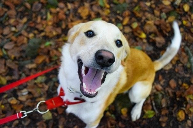 Why Do Dogs Roll Around on Their Backs? 8 Possible Reasons | Hepper Pet ...