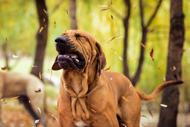 Fila Brasileiro (Brazilian Mastiff): Pictures, Care Guide, Temperament ...