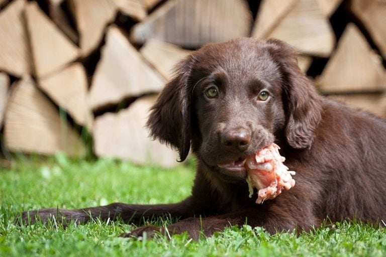 Which Is the Best Meat for Your Dog? (18 Types of Meat Analyzed) | Hepper