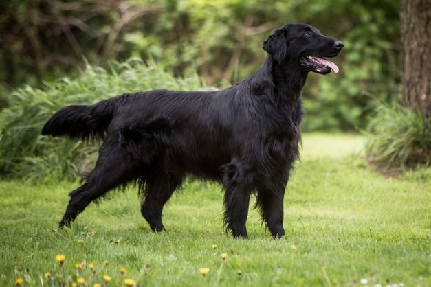 48 Dog Breeds That Start With F (Info & Pictures) | Hepper Pet Resources