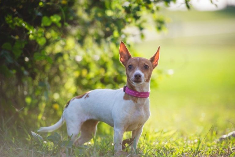 48 Dog Breeds That Start With F (Info & Pictures) | Hepper Pet Resources