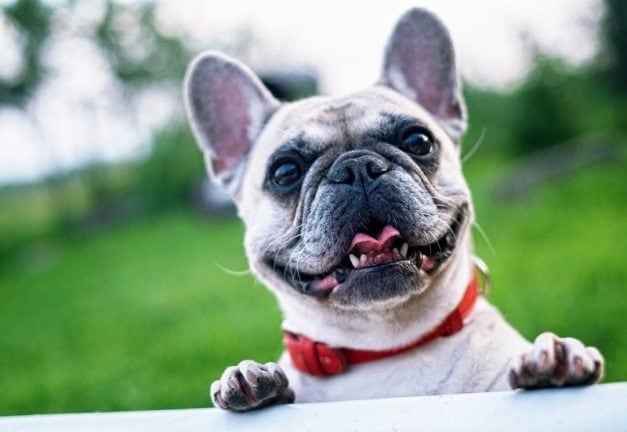 Why Is My French Bulldog Shaking? 10 Vet-Reviewed Reasons | Hepper Pet ...